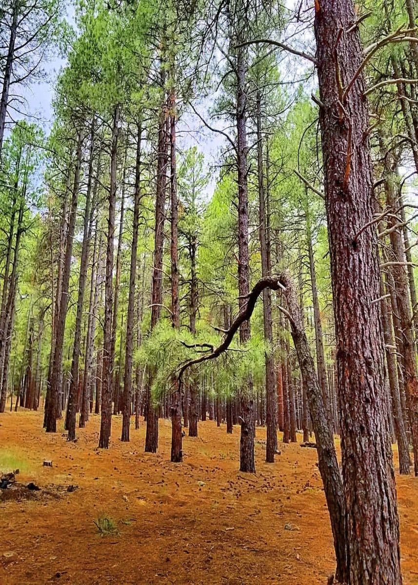 'Ask a tree ' Poster, picture, metal print, paint by Manuel Alvarez ...