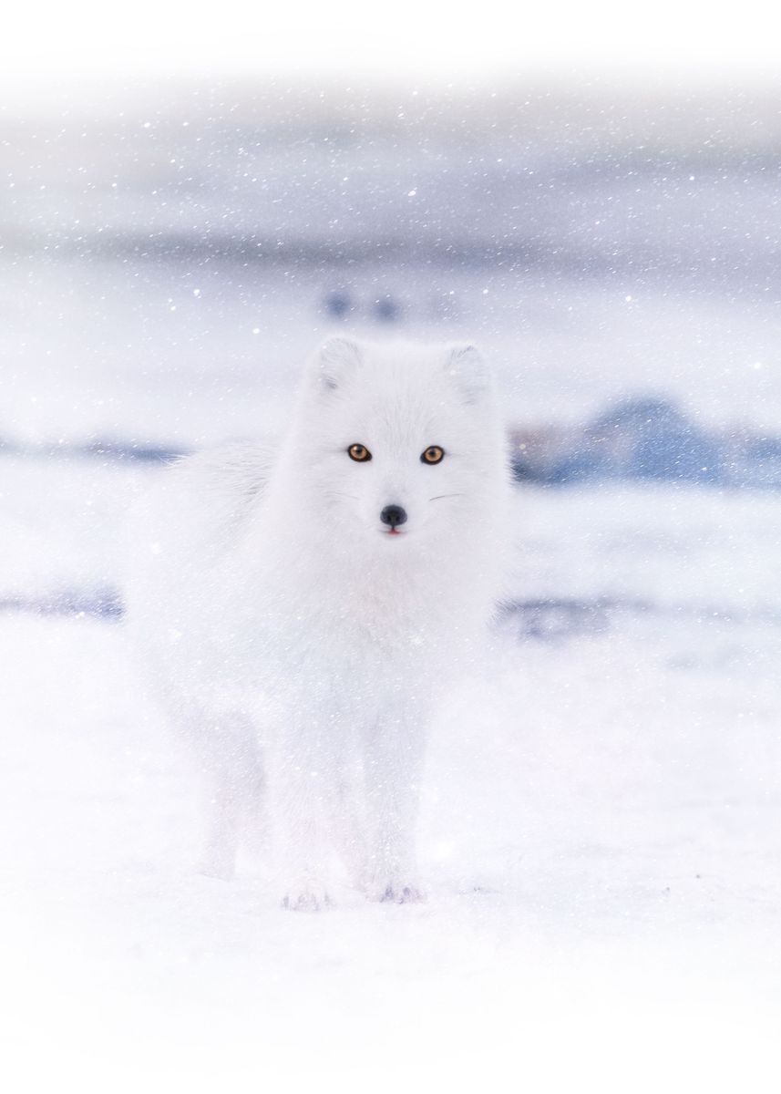 'Space Fox' Poster by rocket man | Displate