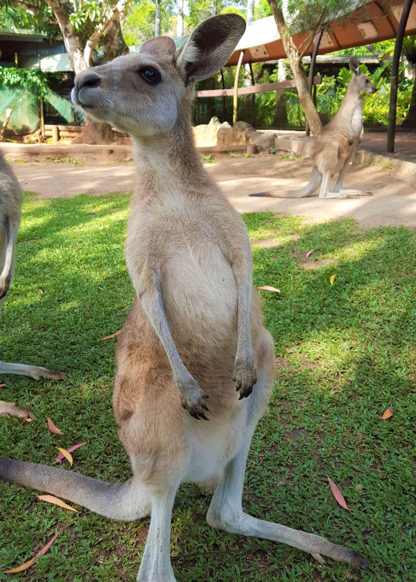 'Kangaroo Australia' Poster, picture, metal print, paint by Frederik ...