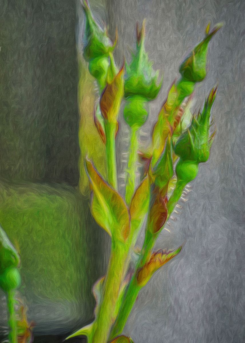 'Rose Buds' Poster by Joyce Steele | Displate