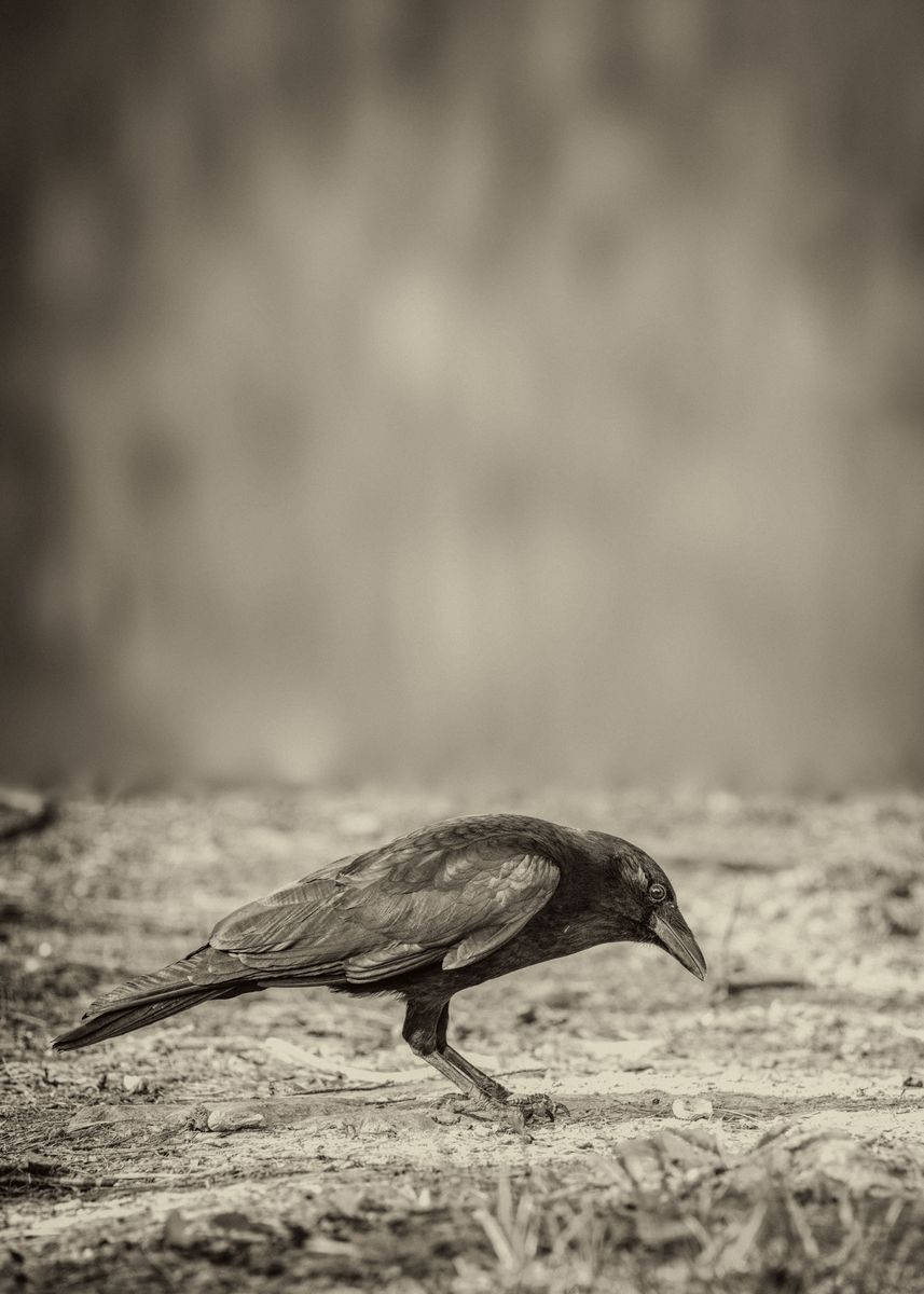 'Curious Crow' Poster, picture, metal print, paint by Bob Orsillo ...