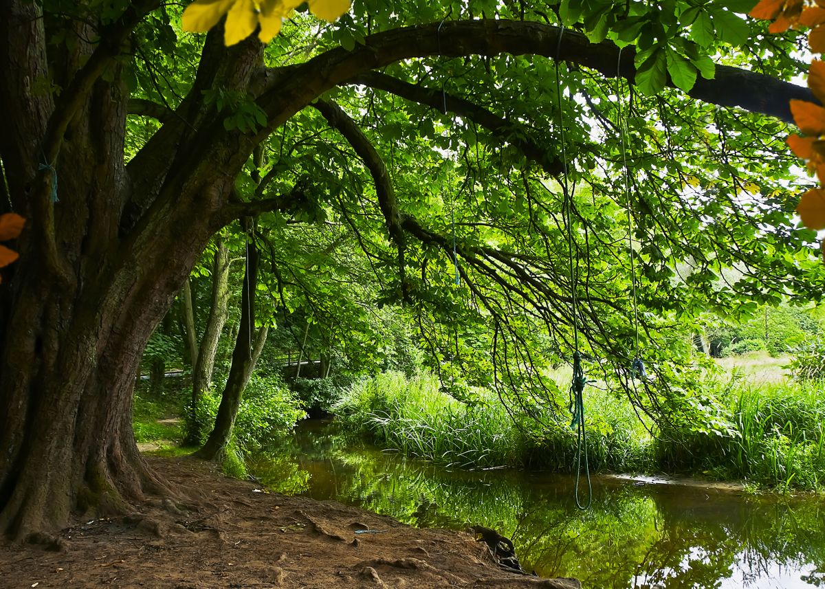 'River Tree' Poster by Svetlana Sewell | Displate