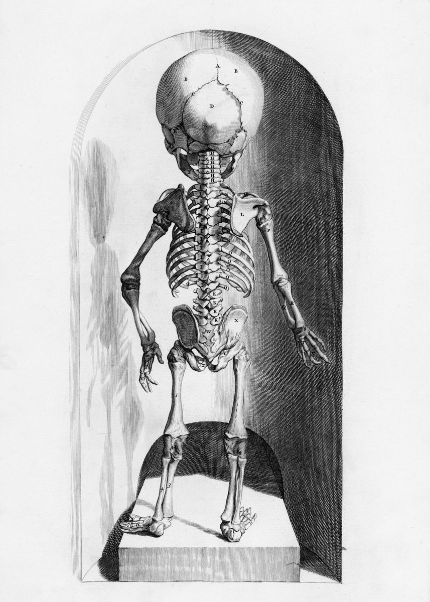 'Medieval Anatomy of Child' Poster, picture, metal print, paint by ...