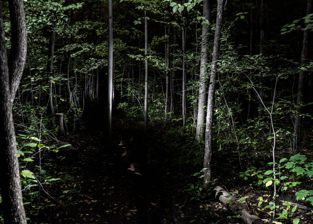 'midnight forest' Poster by ignati iagoujinski | Displate