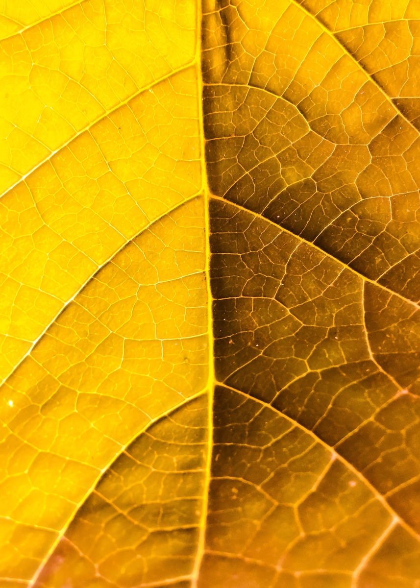'yellow leaf texture' Poster, picture, metal print, paint by timmy LA ...