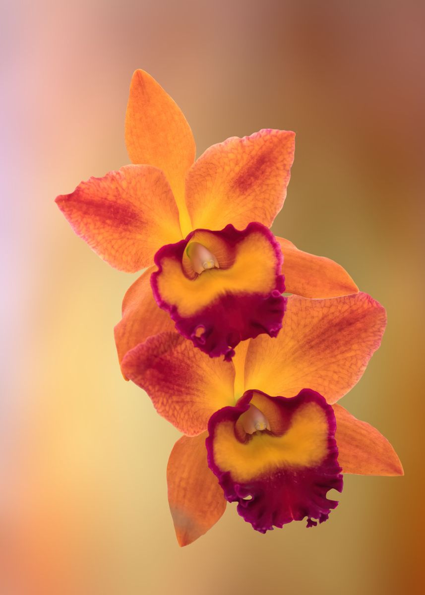 'orchid for gift' Poster by Ornella Bonomini | Displate