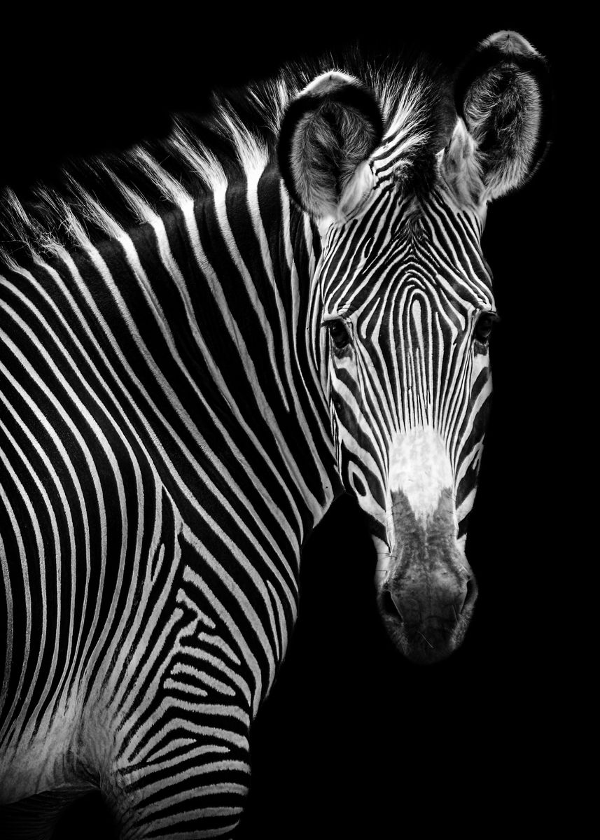 'Dark Zebra' Poster, picture, metal print, paint by Scott Ward | Displate
