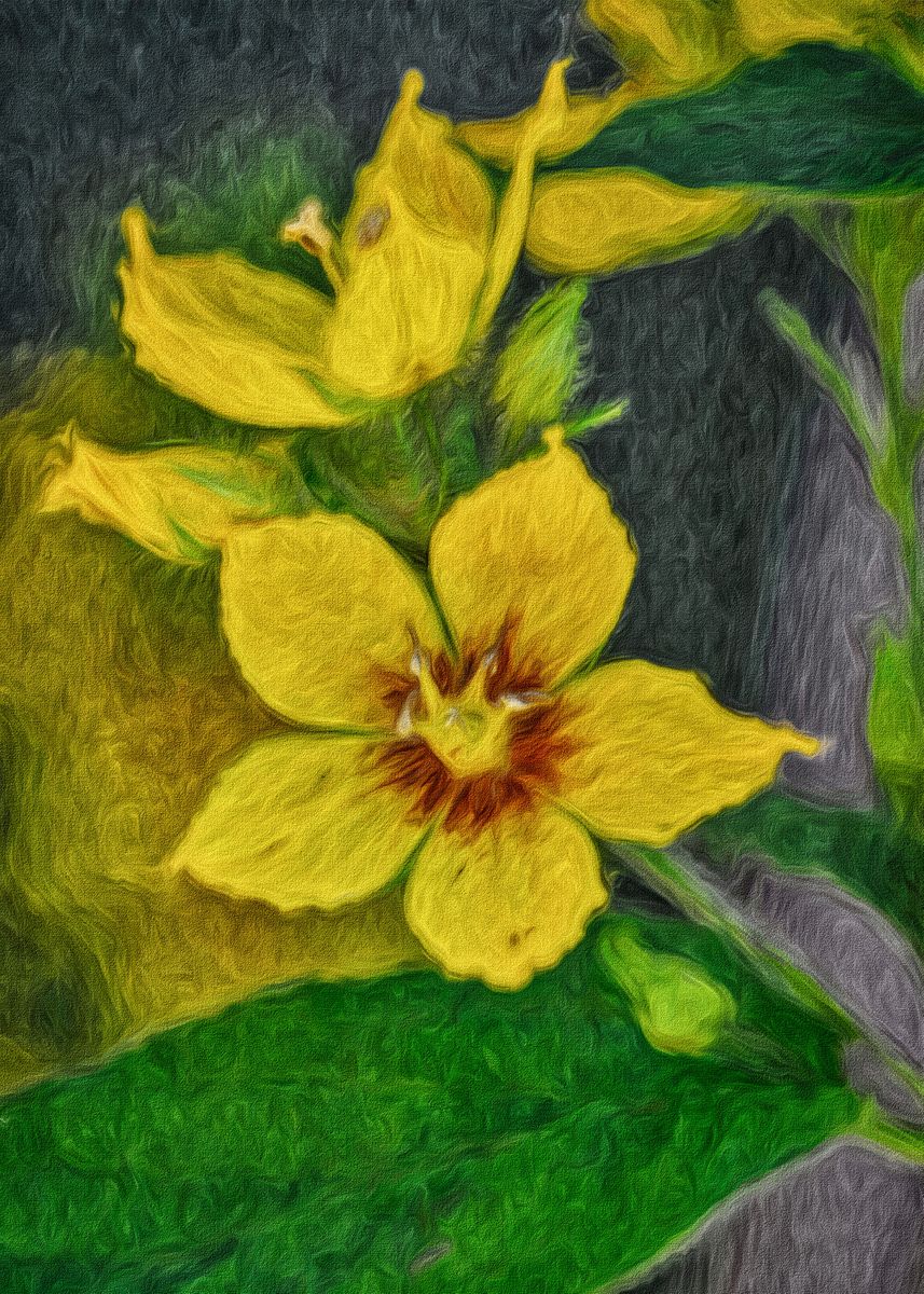 'Yellow Loosestrife Closeup' Poster, picture, metal print, paint by ...