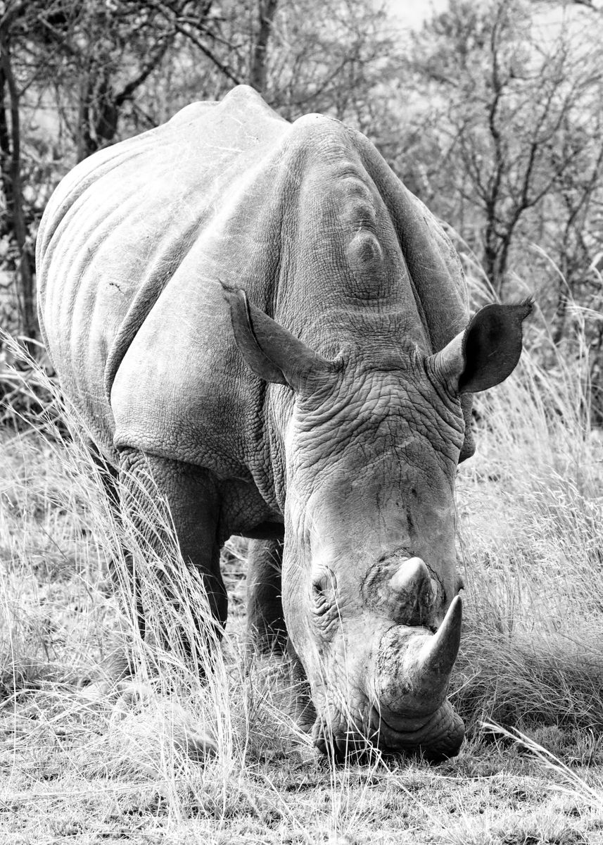 'Rhino' Poster, picture, metal print, paint by Barbara Fraatz | Displate
