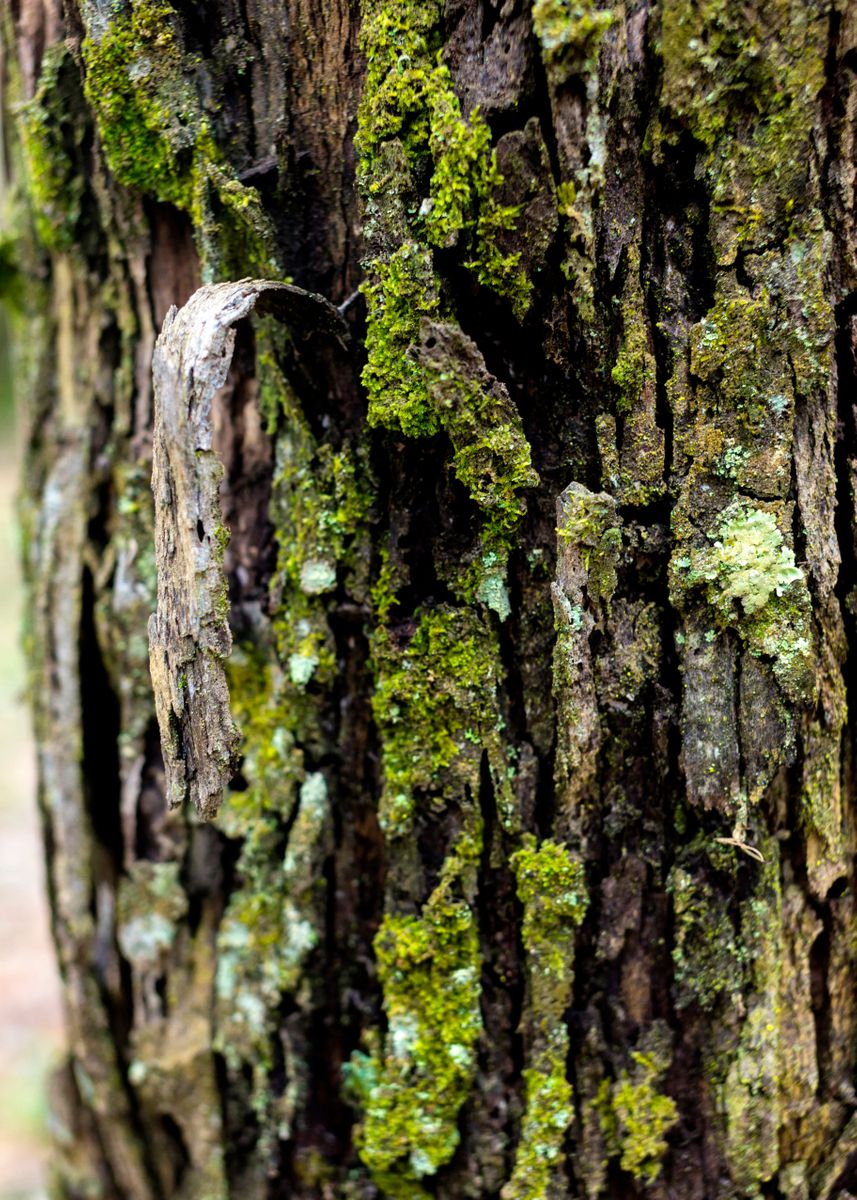'Bark Moss Flake' Poster by Jonathan Wilkins | Displate