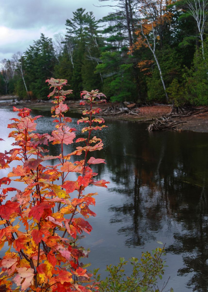 'Haliburton Fall Colors' Poster, picture, metal print, paint by Jonathan Wilkins | Displate