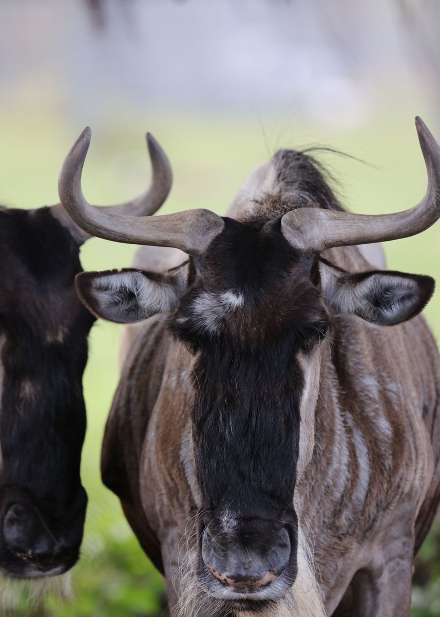 'Wildebeest' Poster, picture, metal print, paint by Melanie Kowasic ...