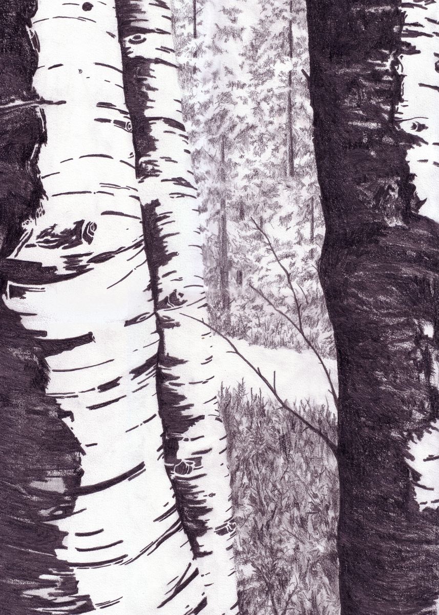 'Birch Trees' Poster by Peter Gillies | Displate