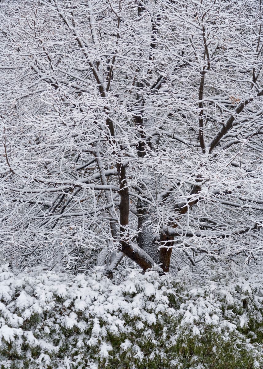 'Fresh Snow' Poster by Jonathan Wilkins | Displate