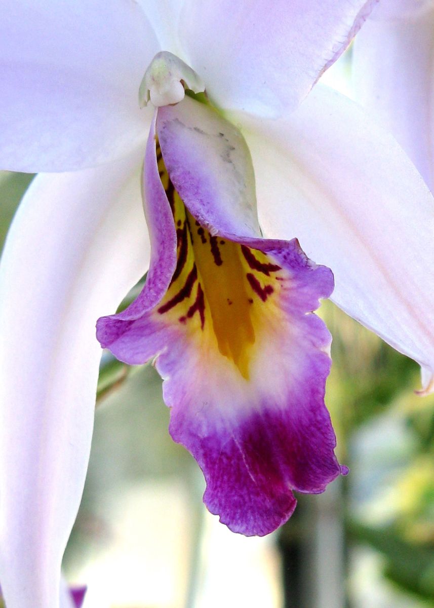 'Orchid Poem' Poster, picture, metal print, paint by Olga Osi | Displate