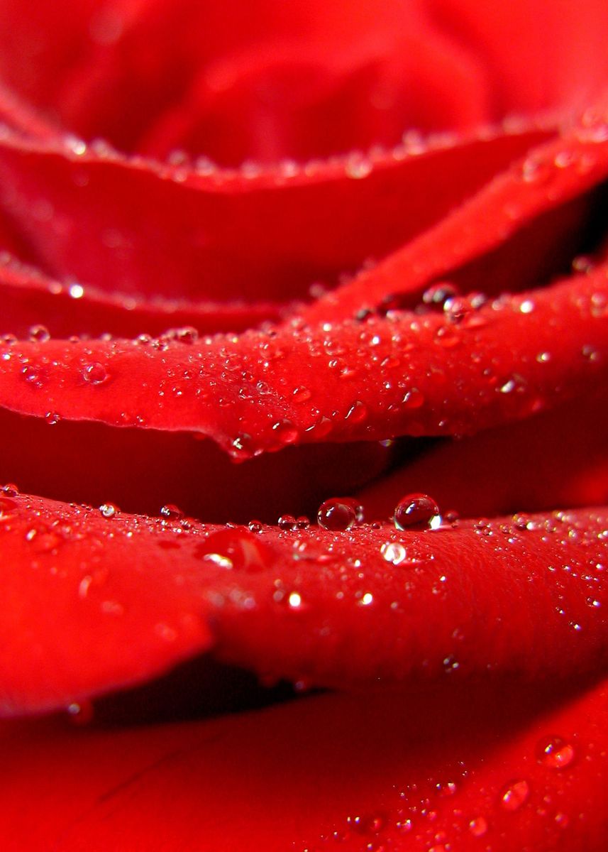 'Total Red' Poster, picture, metal print, paint by Olga Osi | Displate