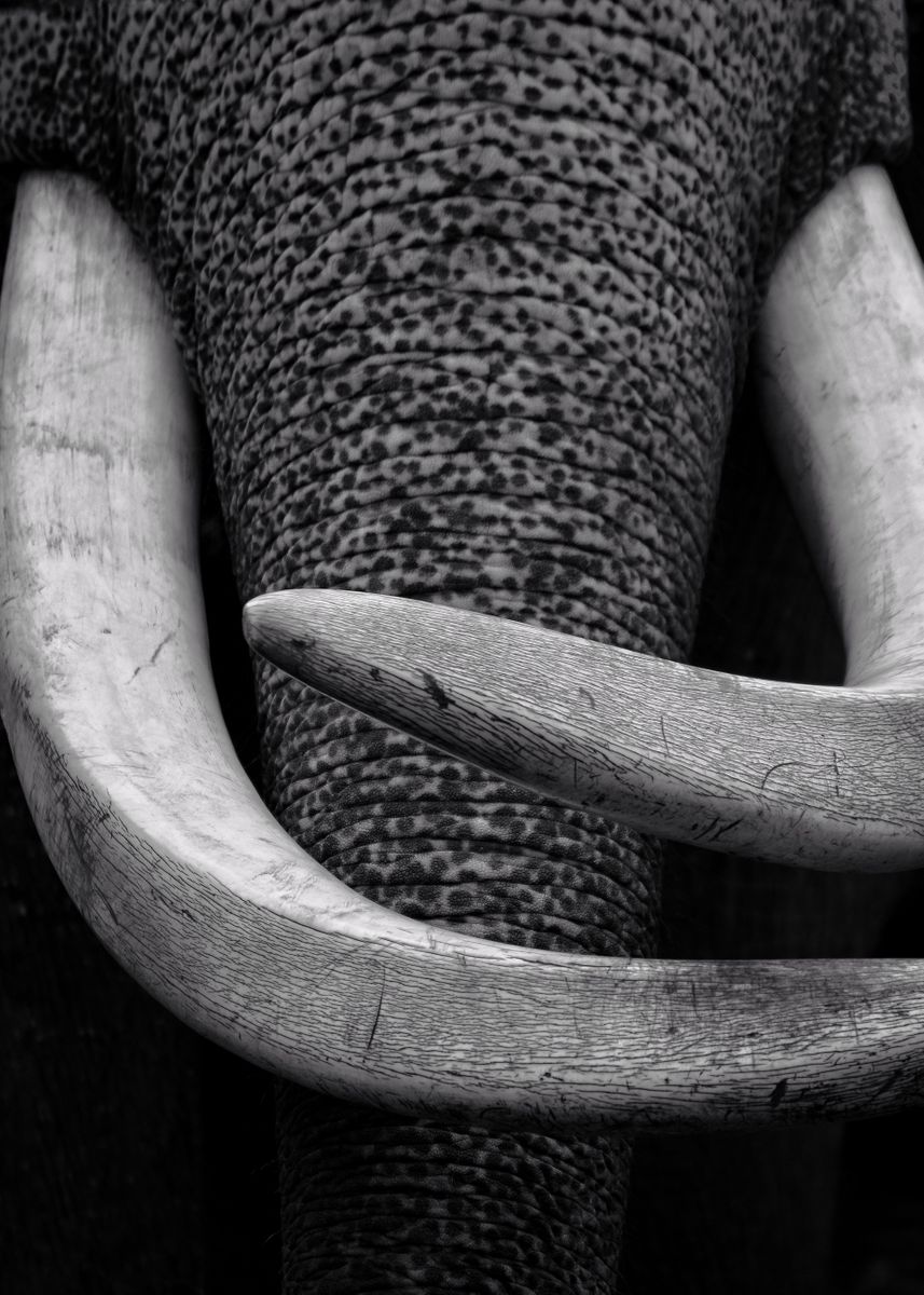 'TUSKER' Poster by Imal Madhusanka | Displate