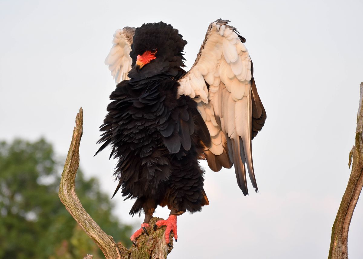 'Bateleur bird' Poster by Mariska Jansen | Displate