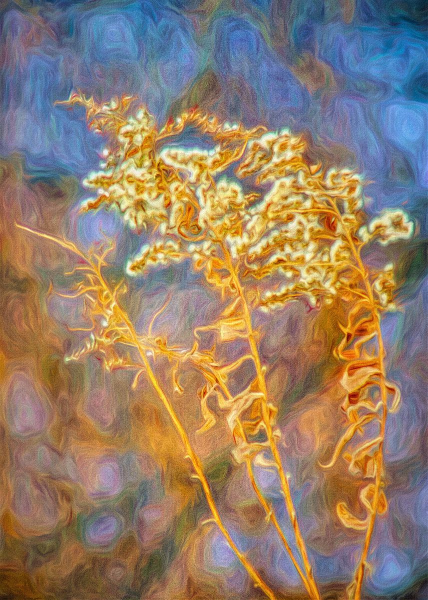 'Fuzzy and White Flowers' Poster by Joyce Steele | Displate