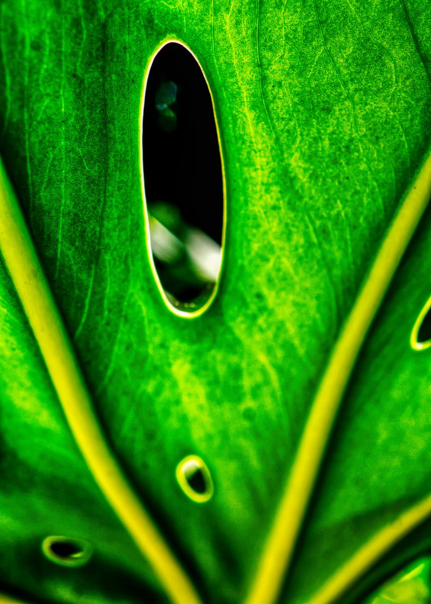 'Nature abstract leaves' Poster by Daniel Azocar | Displate