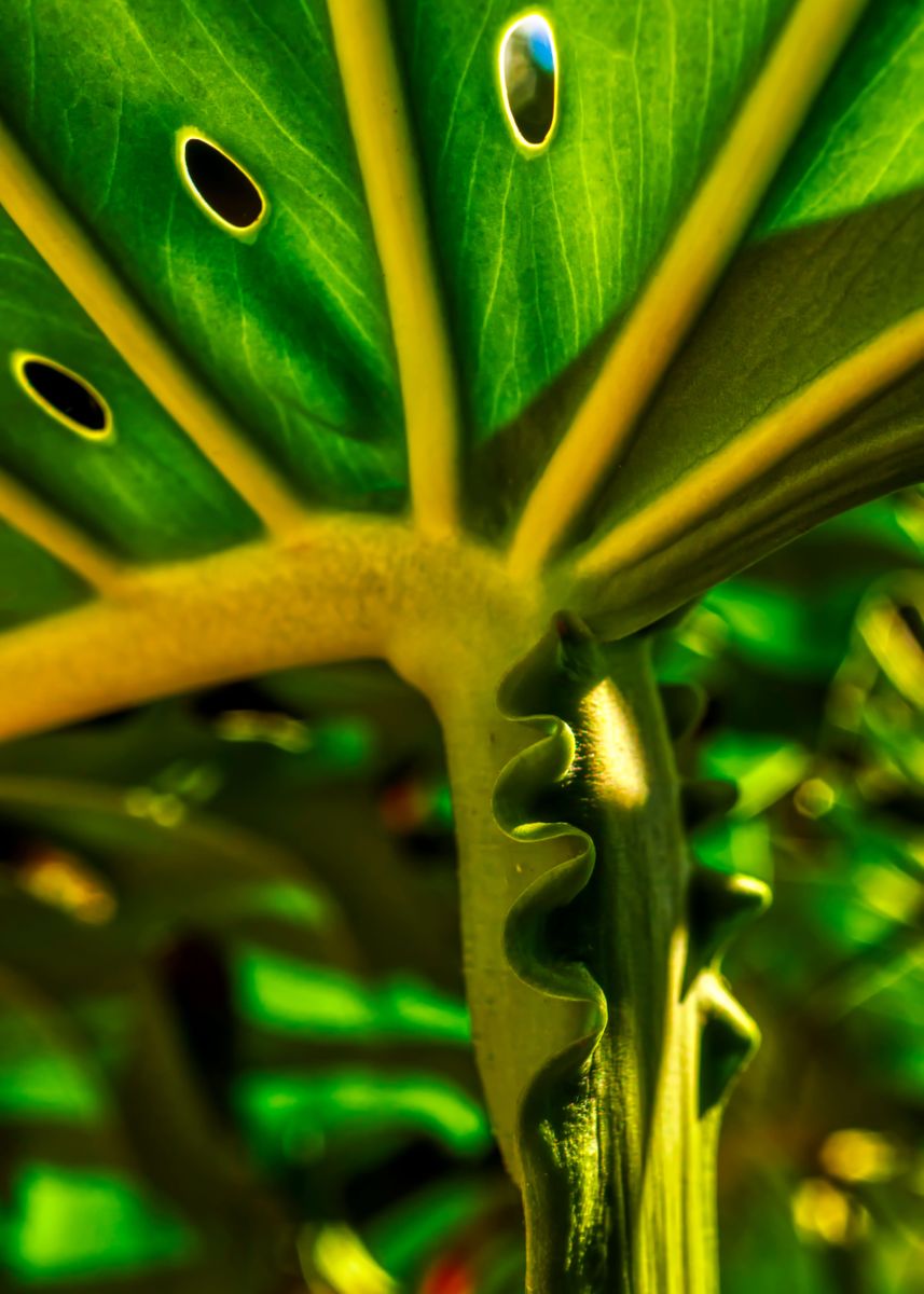 'Nature abstract leaves' Poster, picture, metal print, paint by Daniel ...