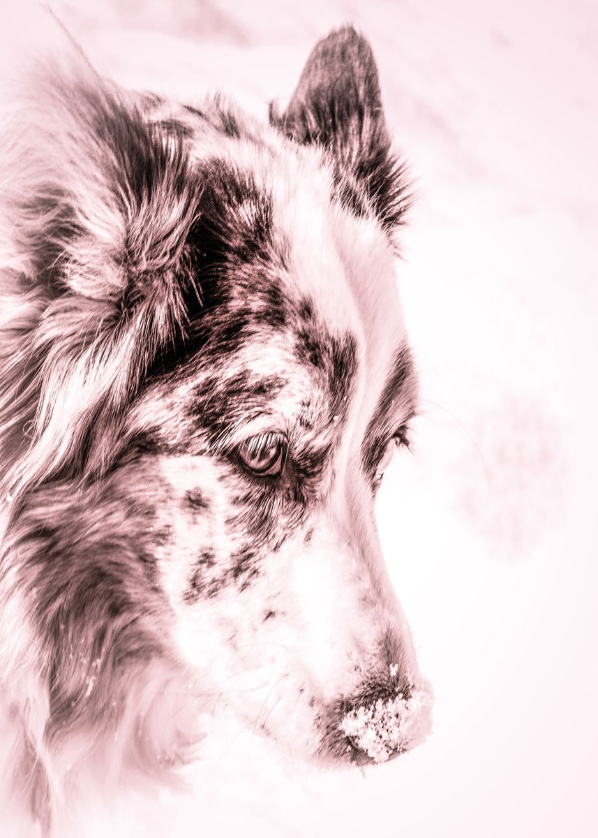 'Maggie' Poster, picture, metal print, paint by Cathy Donohoue | Displate