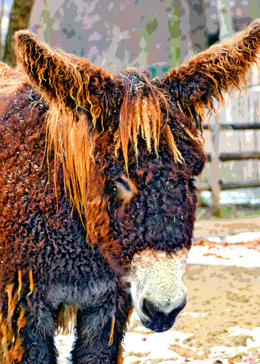 'Poitou donkey' Poster, picture, metal print, paint by Leopold Brix ...