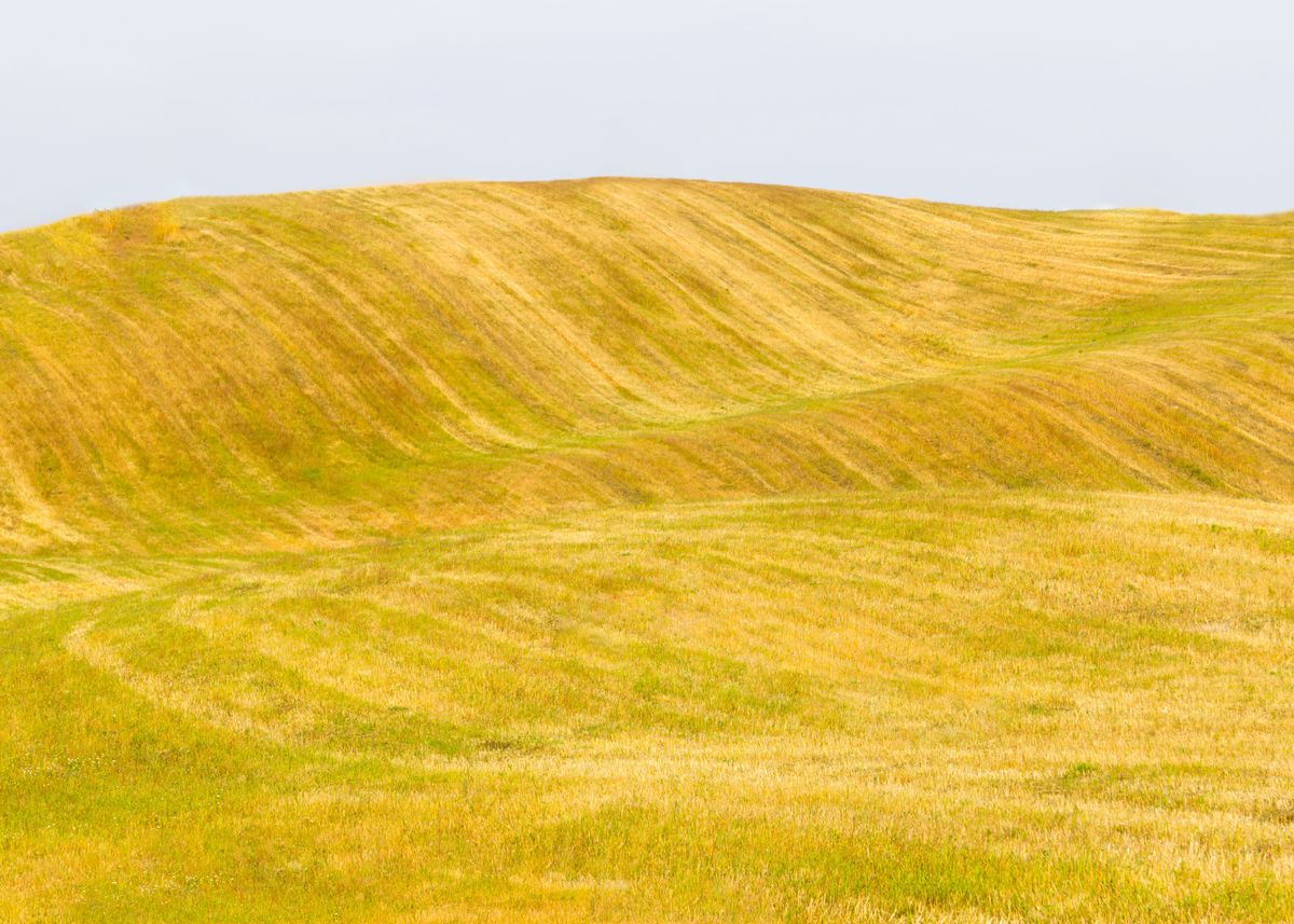 'Golden plantation curves' Poster by Lisandro Trarbach | Displate