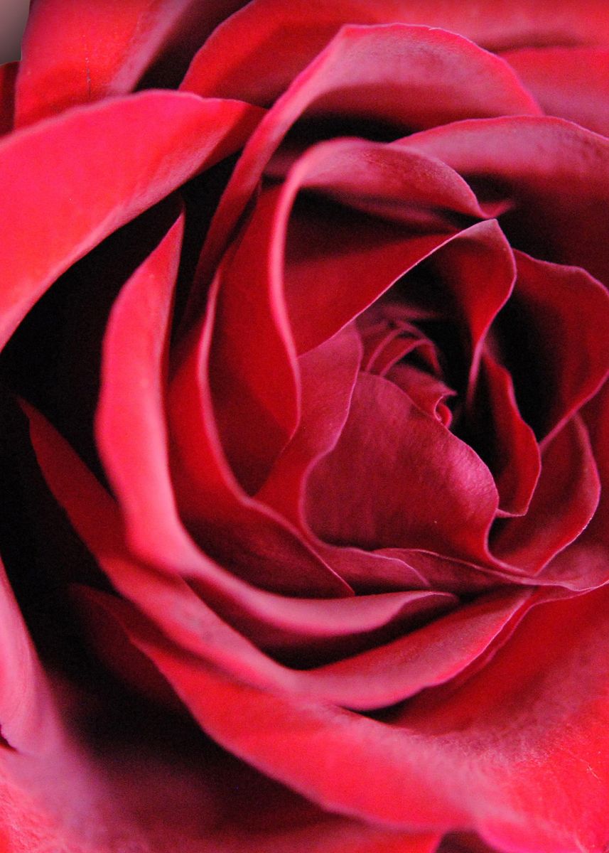 'An Open Rose' Poster by Cindy Boyd | Displate