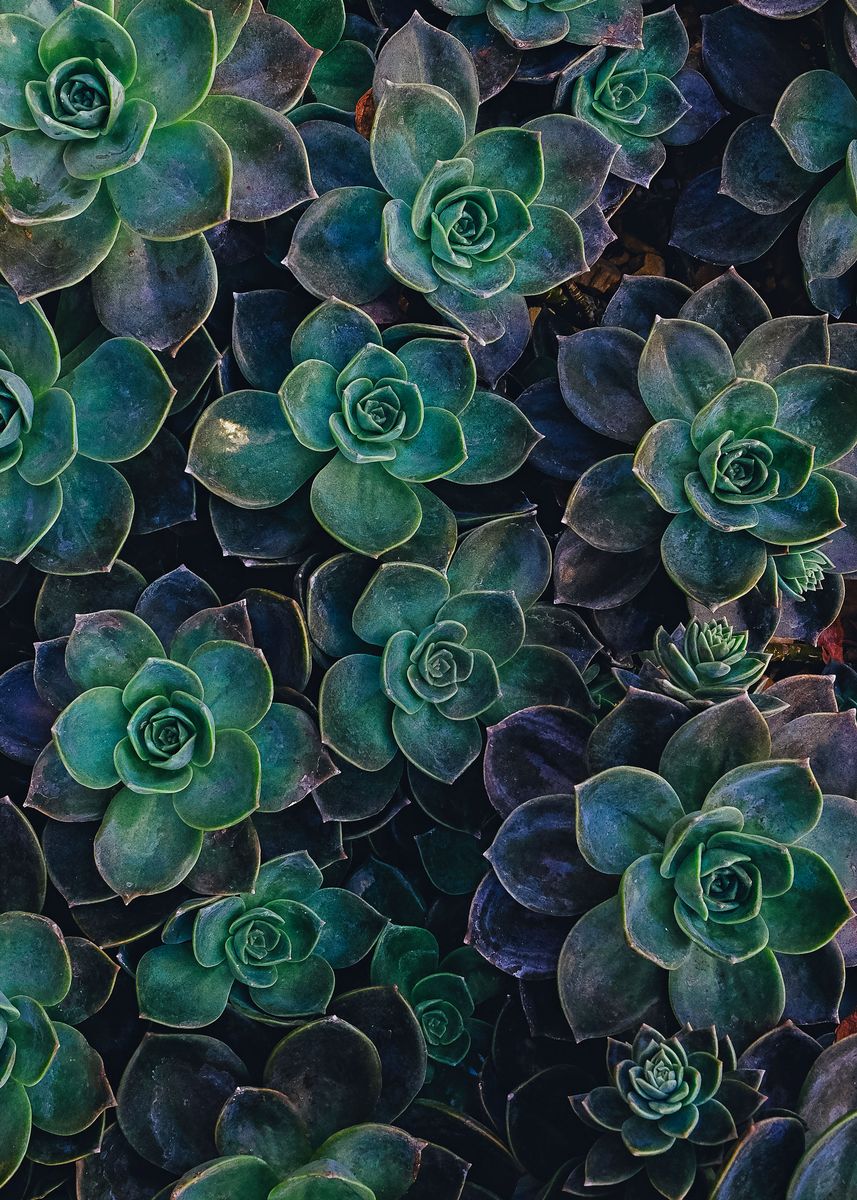 'Black Green Plants Pattern' Poster, picture, metal print, paint by ...