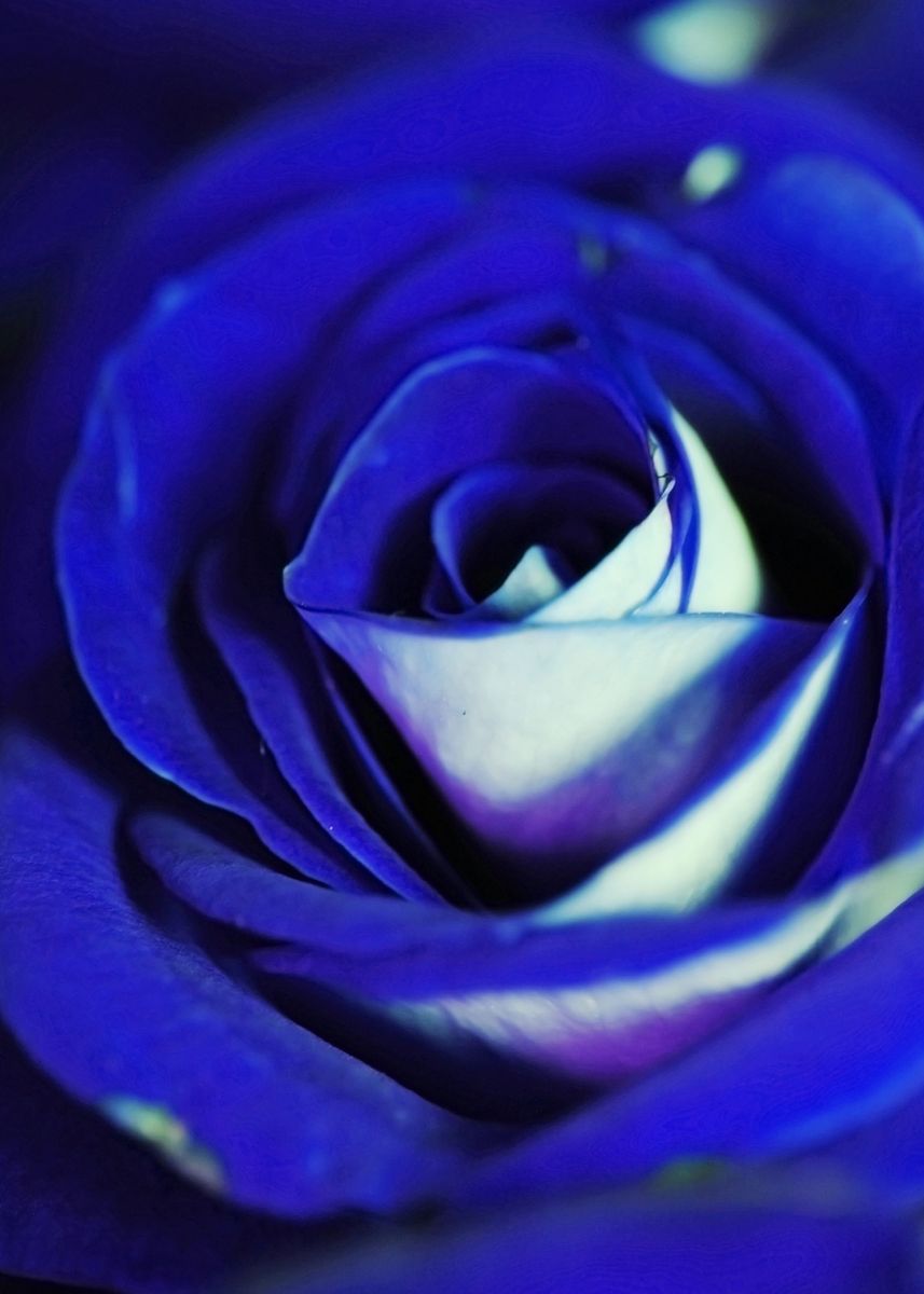 'Blue Rose' Poster, picture, metal print, paint by Cindy Boyd | Displate