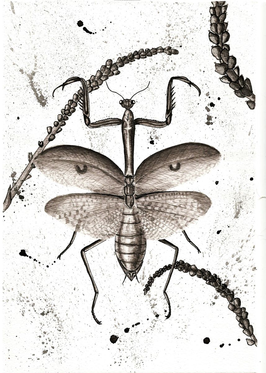 'Praying Mantis Watercolor' Poster, picture, metal print, paint by ...