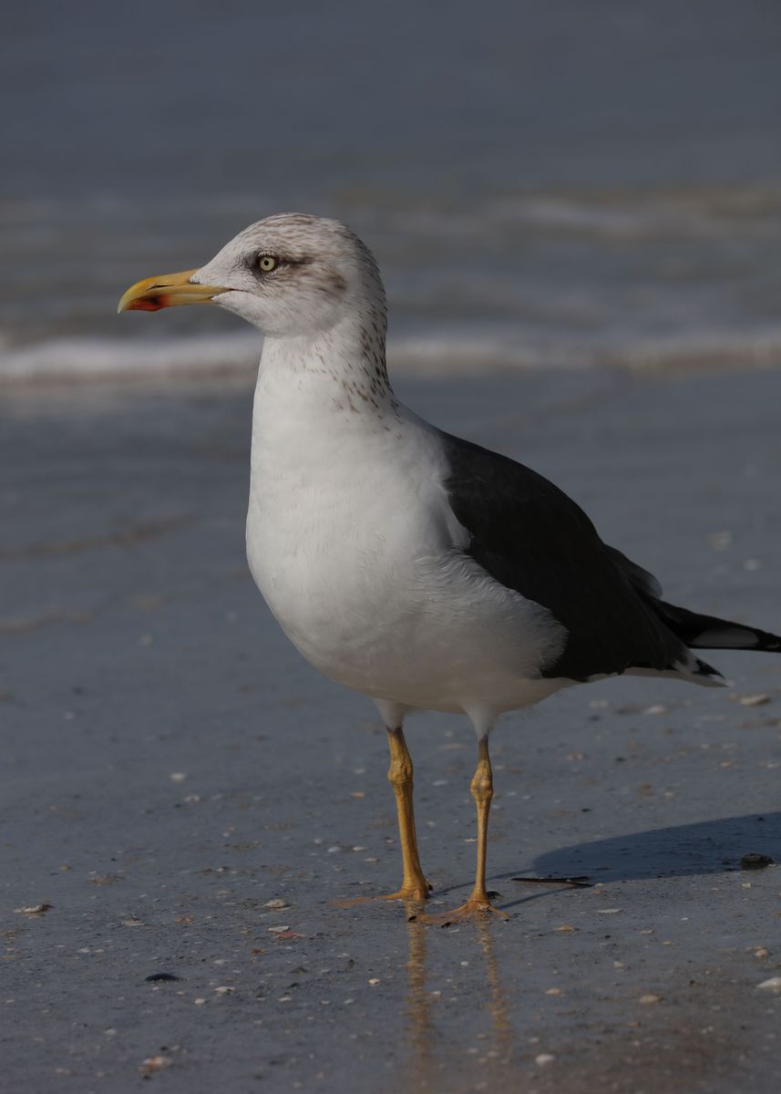 'Gull Life' Poster by Melanie Kowasic | Displate