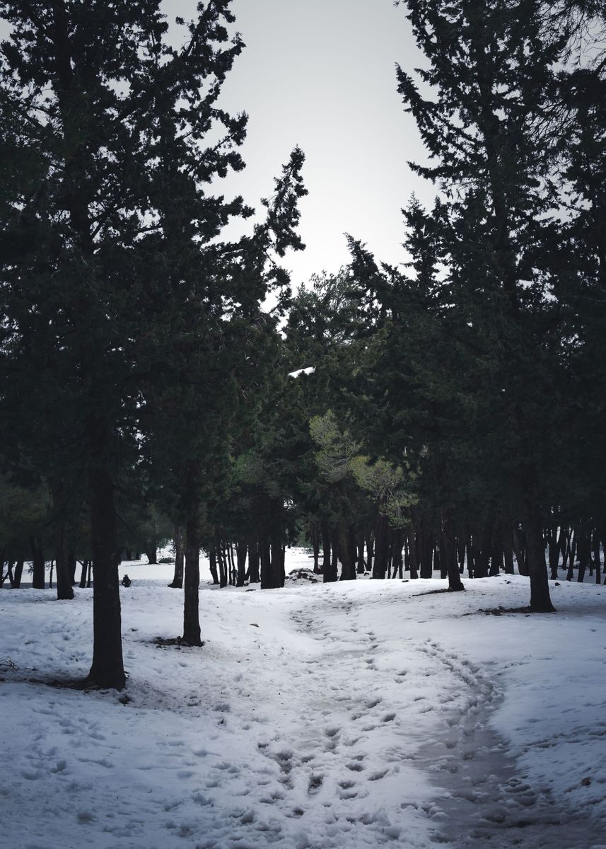 'Snow Forrest' Poster, picture, metal print, paint by Mouadh Amri ...