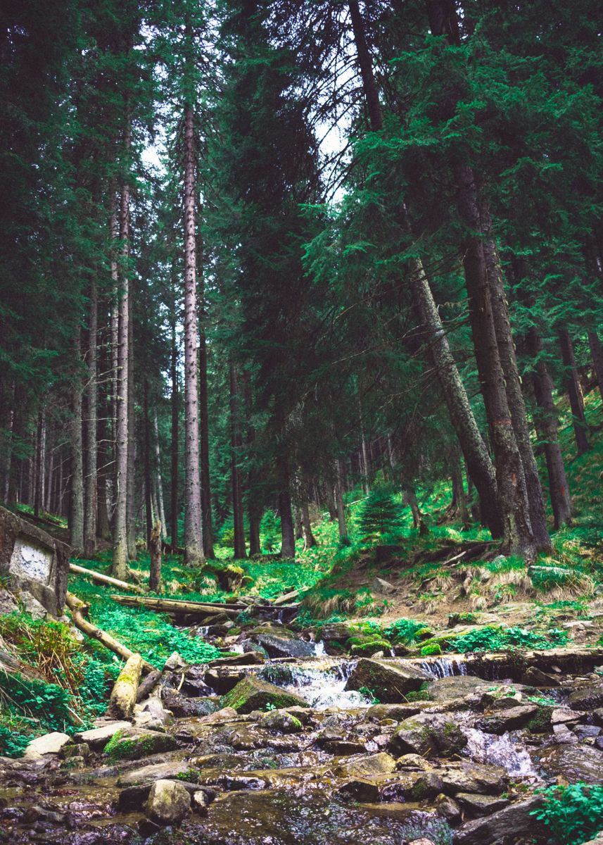 'Freedom Forest' Poster by John Murphy | Displate