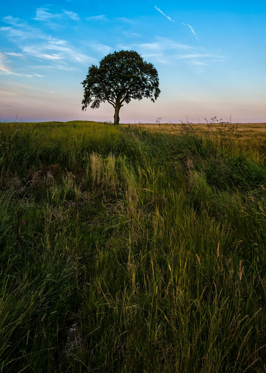 'Evening Tree' Poster, picture, metal print, paint by Svetlana Sewell ...