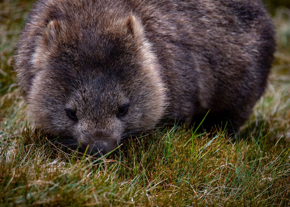 'Wombat eating grass in Tas' Poster by Logan Tan | Displate