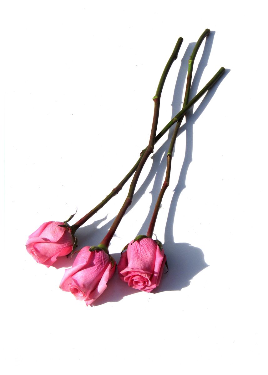 'Three Pink Roses' Poster by Jonathan Brooks | Displate