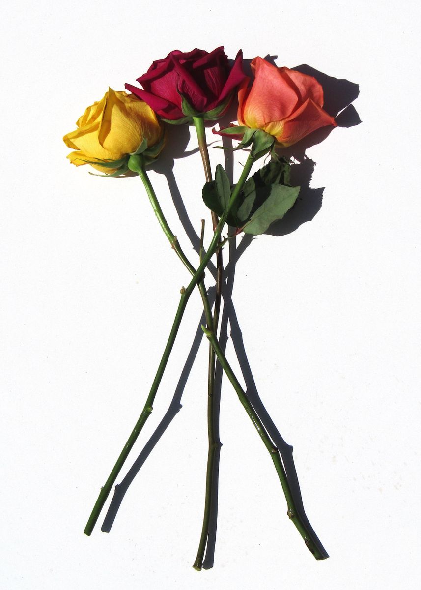 'Rose Trio' Poster, picture, metal print, paint by Jonathan Brooks ...