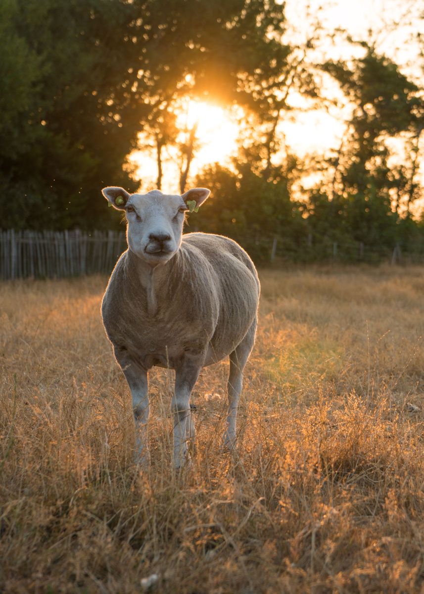 'Sheep' Poster by Lukasz Rados | Displate
