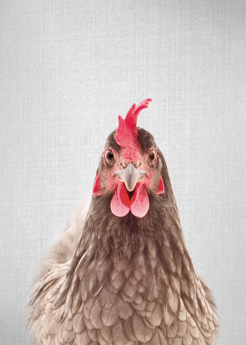 'Chicken Colorful' Poster, picture, metal print, paint by Gal Design ...