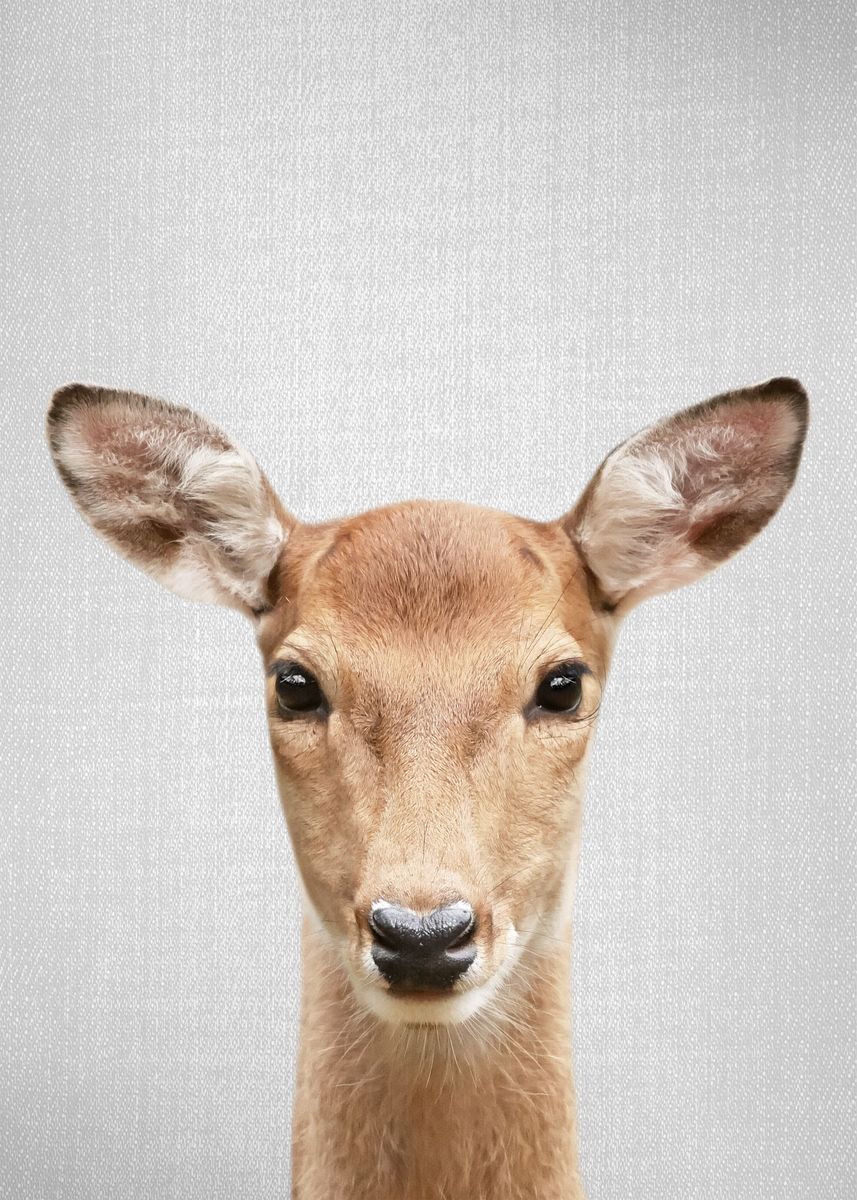 'Doe Colorful' Poster, picture, metal print, paint by Gal Design | Displate