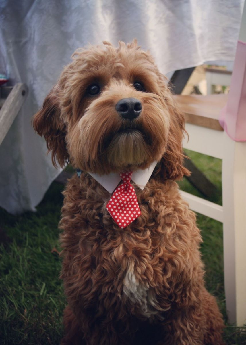 'Woof' Poster by Sam Peat | Displate