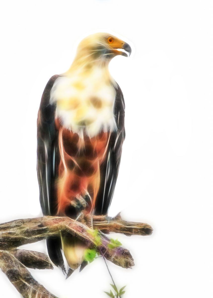 'Fish Eagle' Poster, picture, metal print, paint by dirk luus | Displate