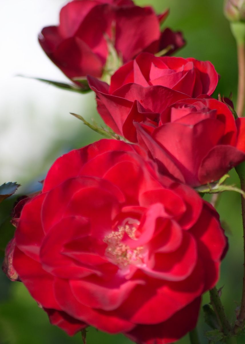 'Roses Four' Poster, picture, metal print, paint by Sheena Baggaley ...