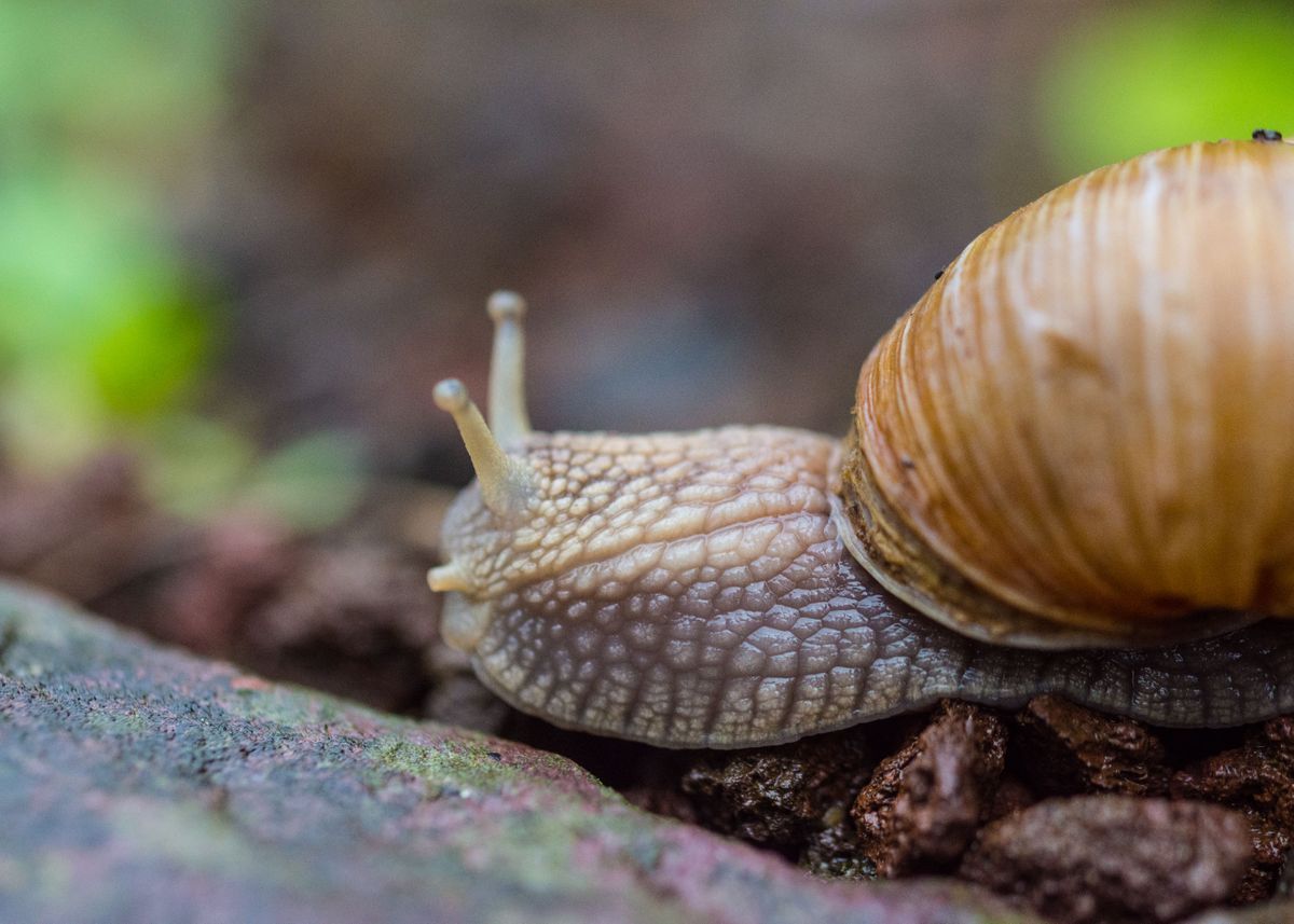 'Snail' Poster by Pascal Neff | Displate