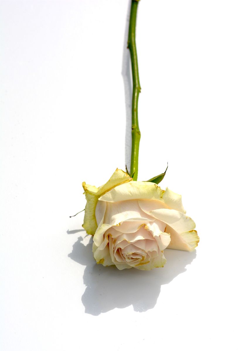 'Rose Shadow' Poster by Jonathan Brooks | Displate