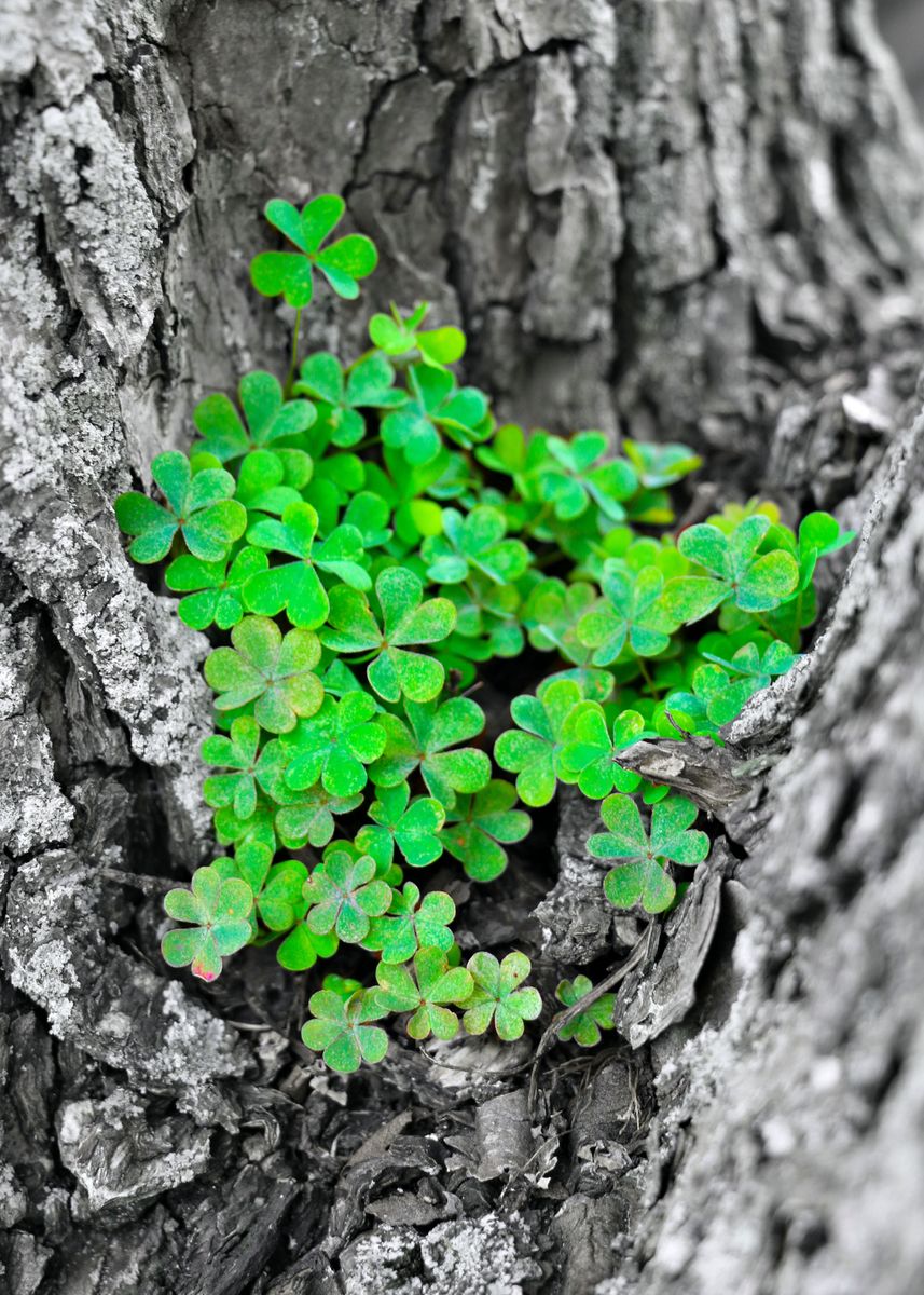 'Clover Cluster' Poster by Julie Maxwell | Displate