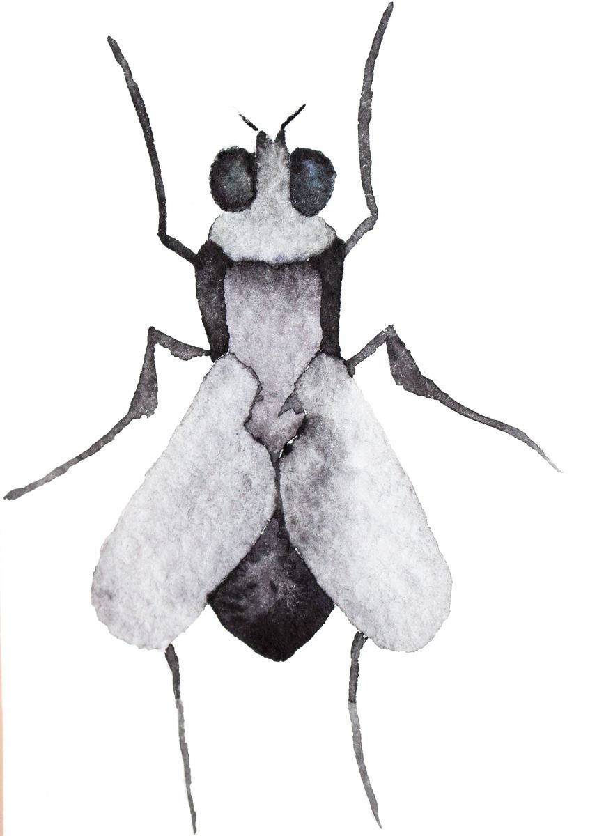 'Fly Musca Domestica' Poster by Seebikarp M | Displate