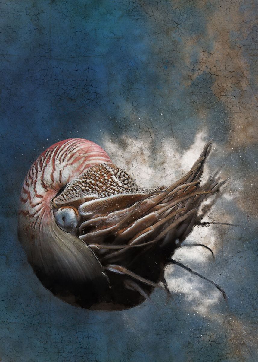 'Journey of the Nautilus' Poster, picture, metal print, paint by Petra ...